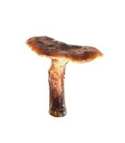 Ghebe - beneficii, calorii și compoziție nutritivă