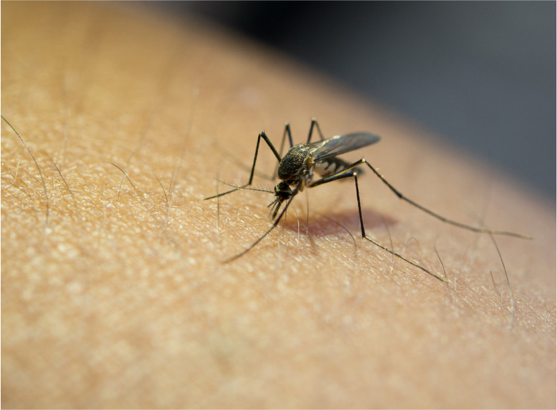 Înțepătura de țânțar