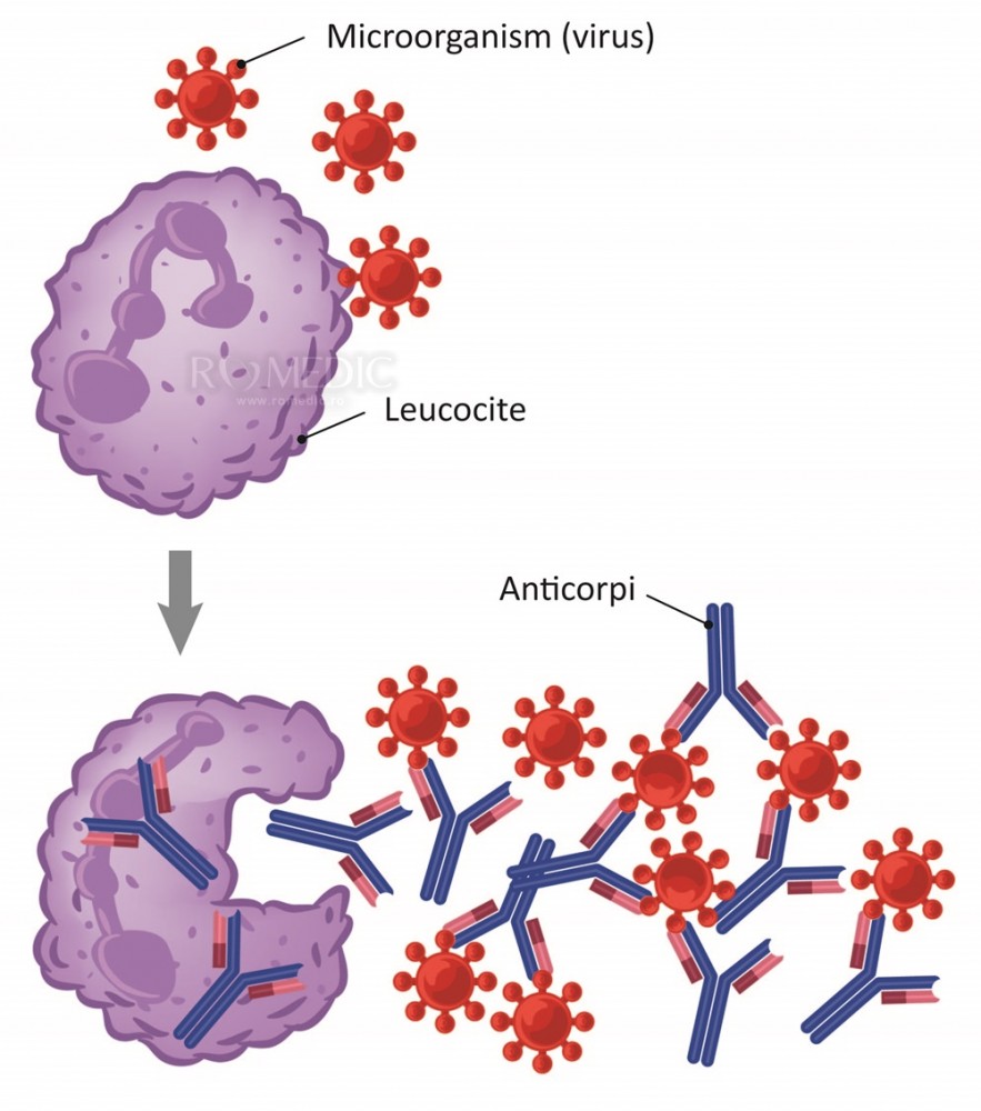 Infectii ale tesuturilor moi, oaselor, muschilor si articulatiilor ...