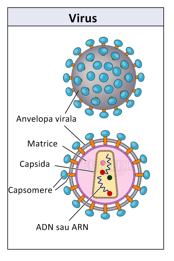 Virusuri :: Structura moleculara a unui virus