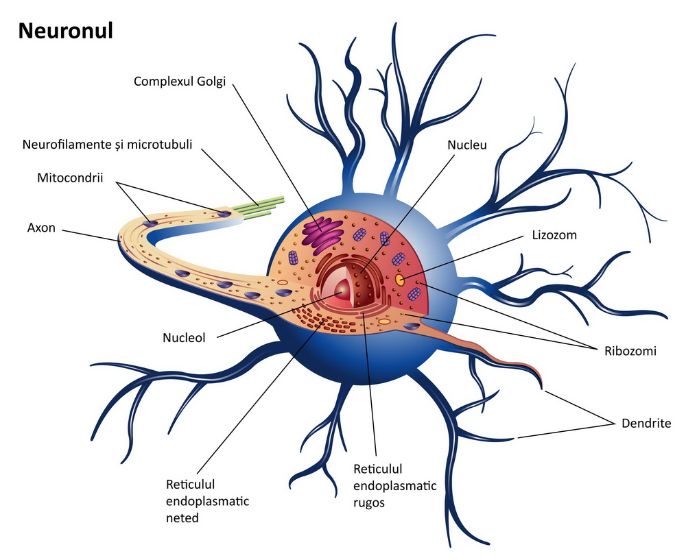 Un nou mecanism induce autorepararea nervilor deteriorați