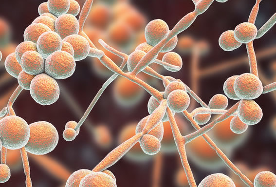 Fungii care trăiesc la nivel intestinal influențează starea de sănătate ...