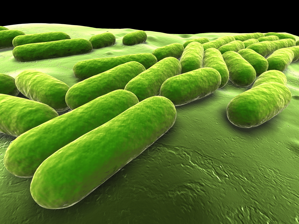 Modul în care microbii intestinali pot exacerba declinul cognitiv