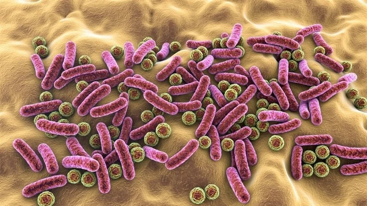 Cum influențează menopauza microbiomul intestinal?