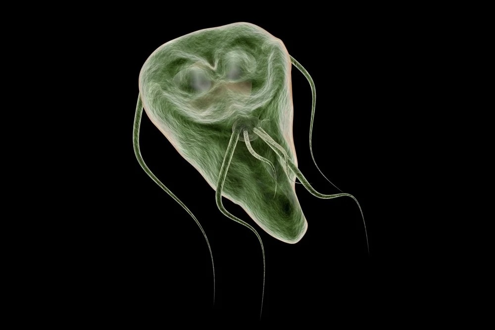 Infecția cu Giardia - tratament la adult și copii