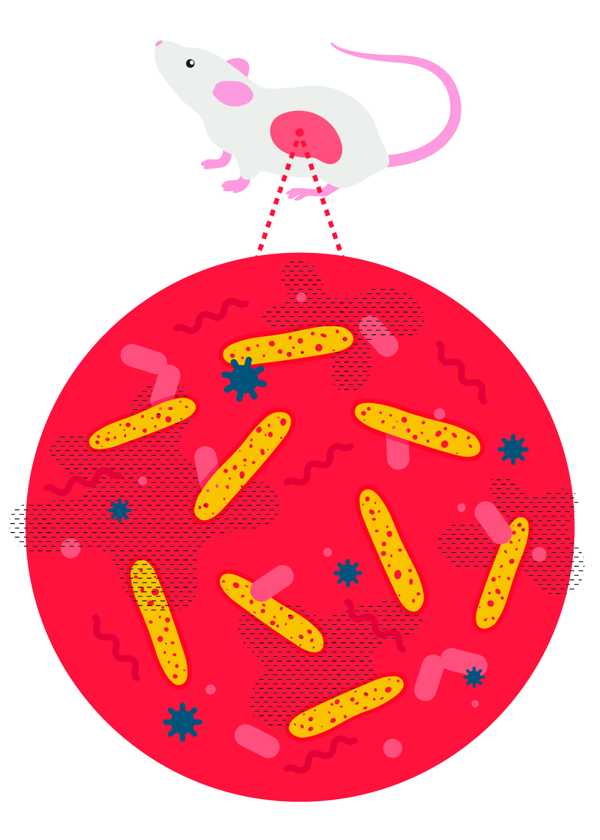 Microbiomul intestinal influențează comportamentul social la șoareci