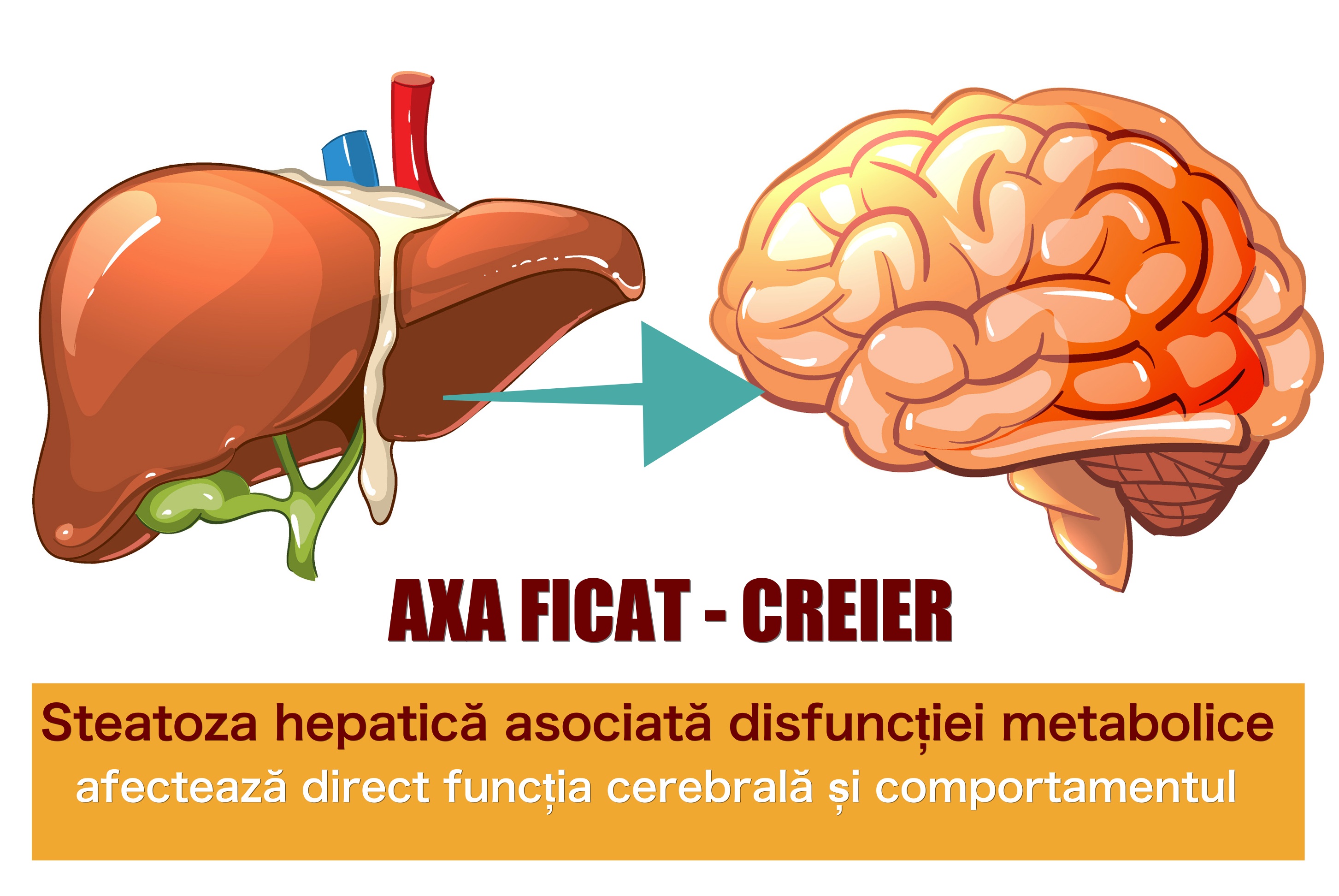 Steatoza hepatică asociată disfuncției metabolice afectează funcția ...