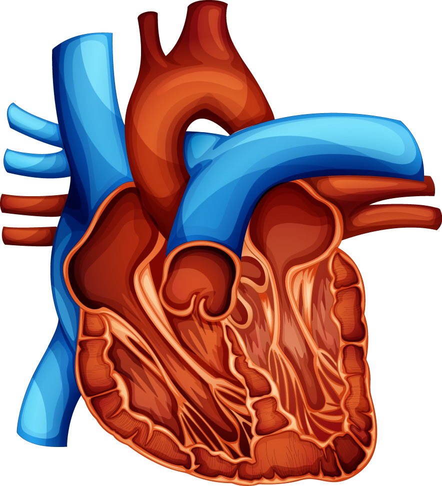 Ablația prin cateter (izolarea venelor pulmonare) în fibrilația atrială ...