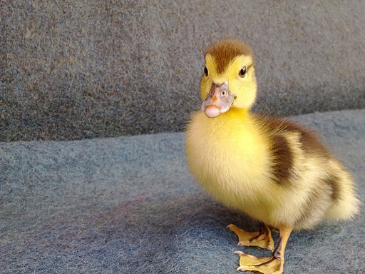 Dilema unui boboc de rata | Alfa - Centrul de Sanatate Psihica si ...